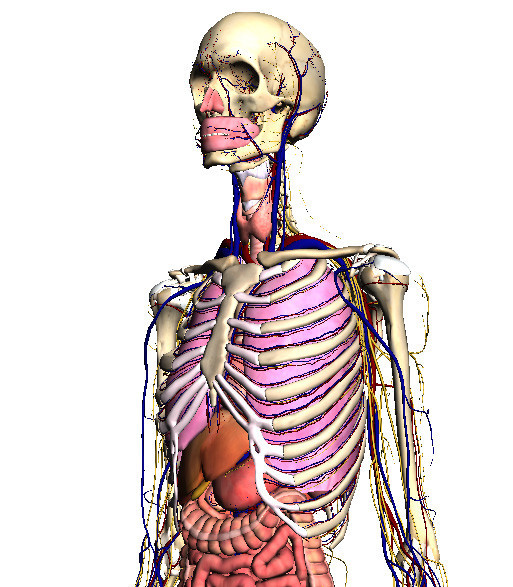 Fahrt durch den menschlichen Körper - computerworld.ch